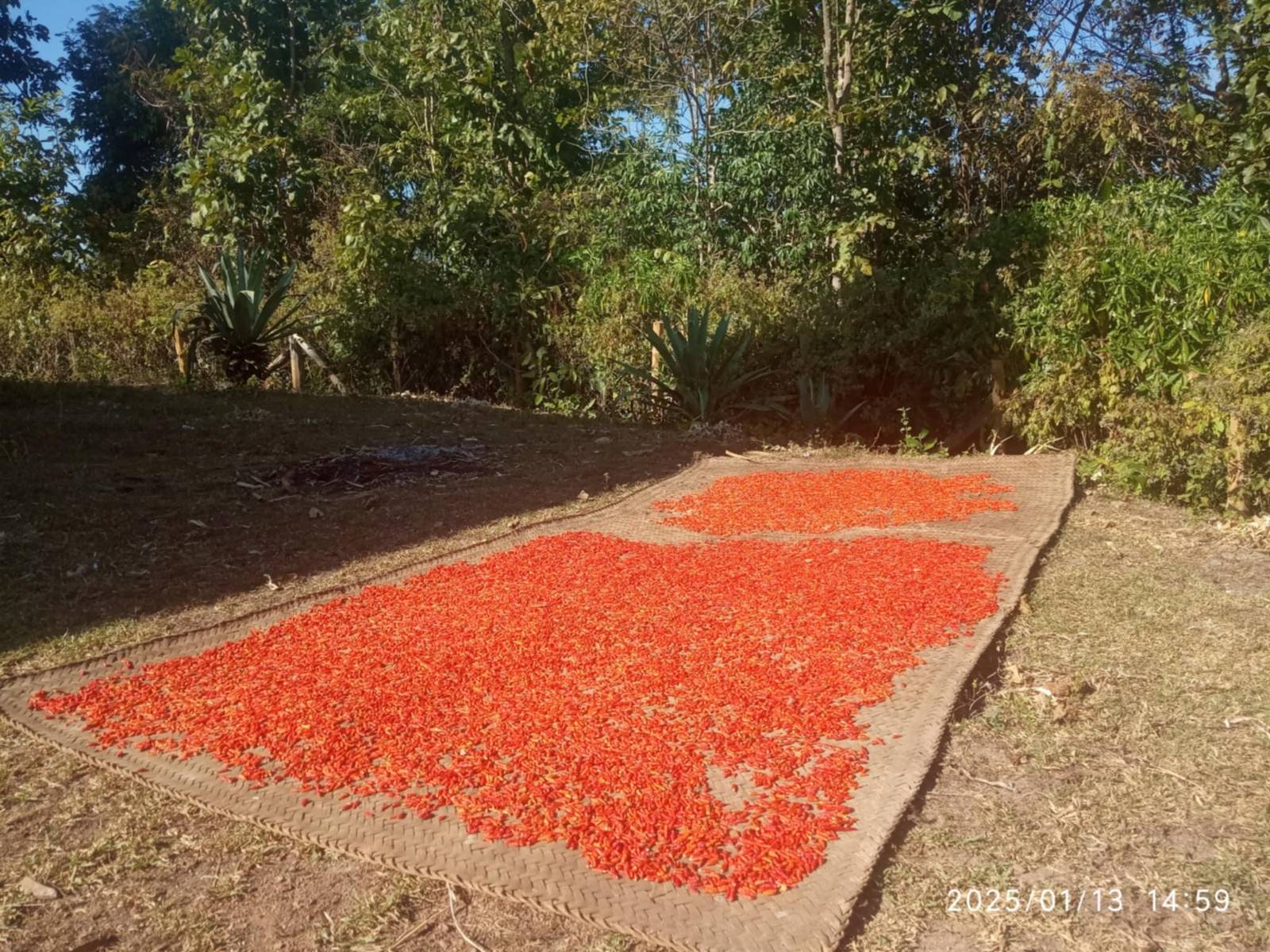 chili-farmers-in-western-pruso-township-suffer-losses-due-to-crop